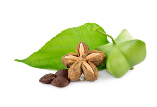 ORGANIC SACHA INCHI OIL – B2B Royal Bio