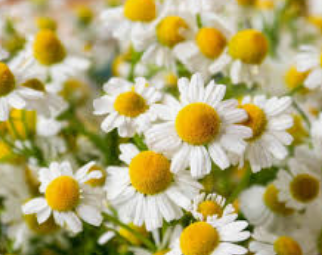 ALPHA BISABOLOL – B2B Royal Bio