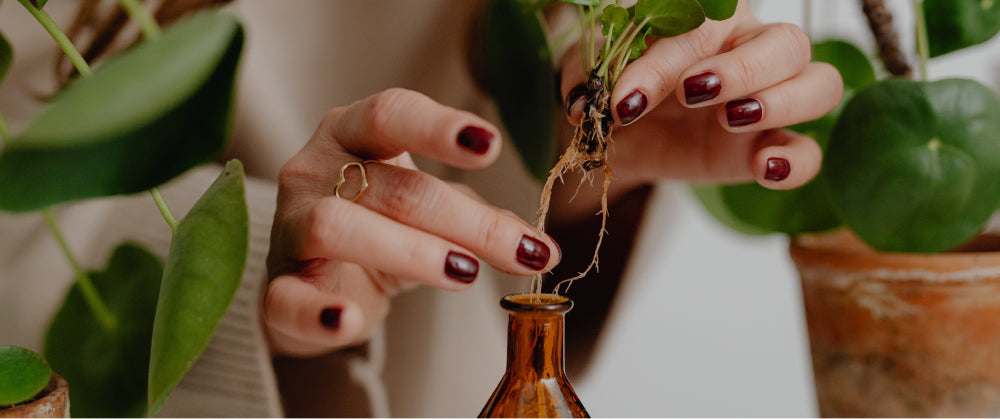 Royalbio - Mayorista B2B de aceites vegetales y esenciales – B2B Royal Bio