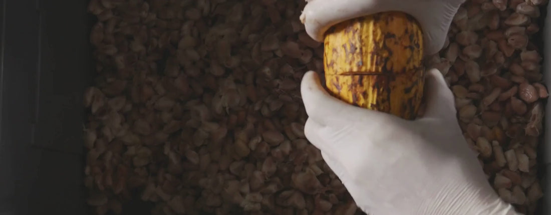 Royalbio - Mayorista B2B de aceites vegetales y esenciales – B2B Royal Bio